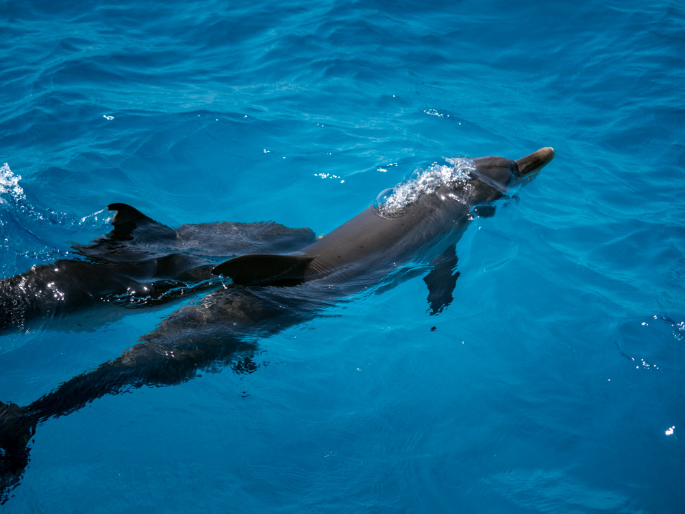 The wild dolphins of Bimini: a dream turned adventure | Chronic Wanderlust