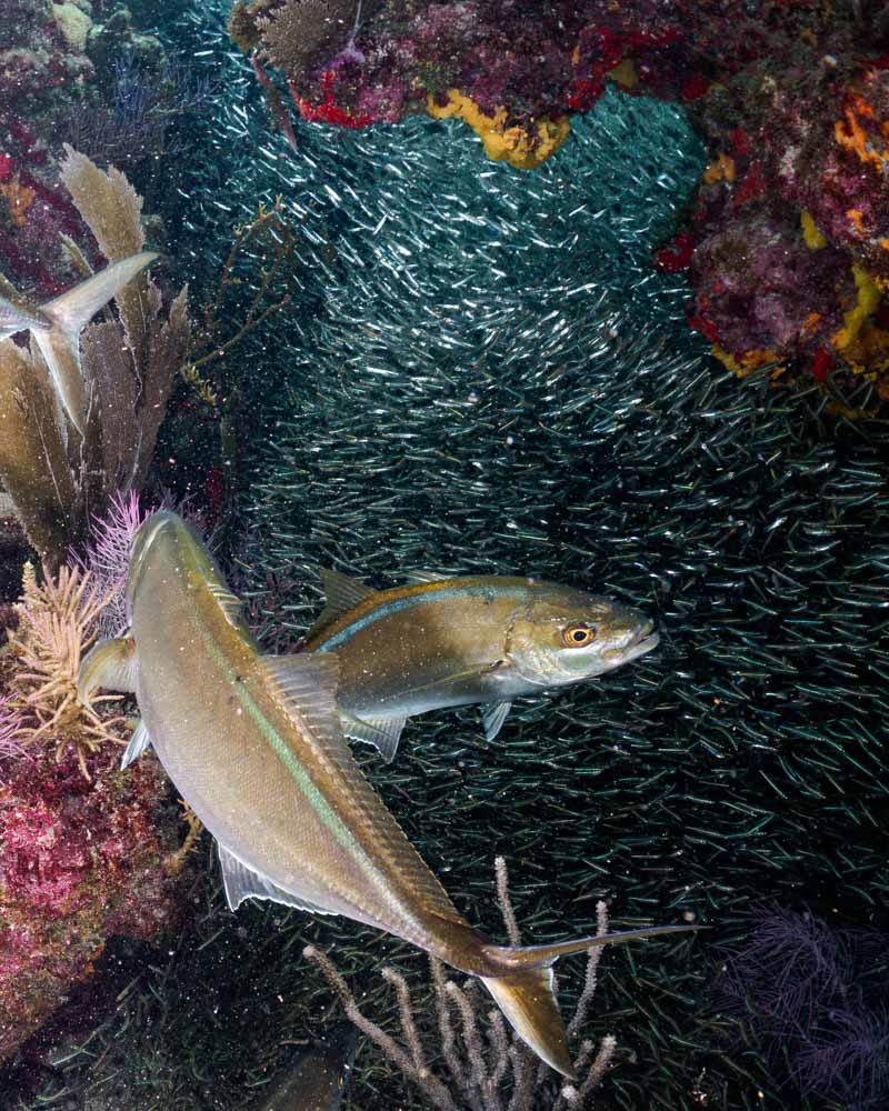 Scuba Diving in Key Largo: Worlds of Corals, Christ and Wrecks ...