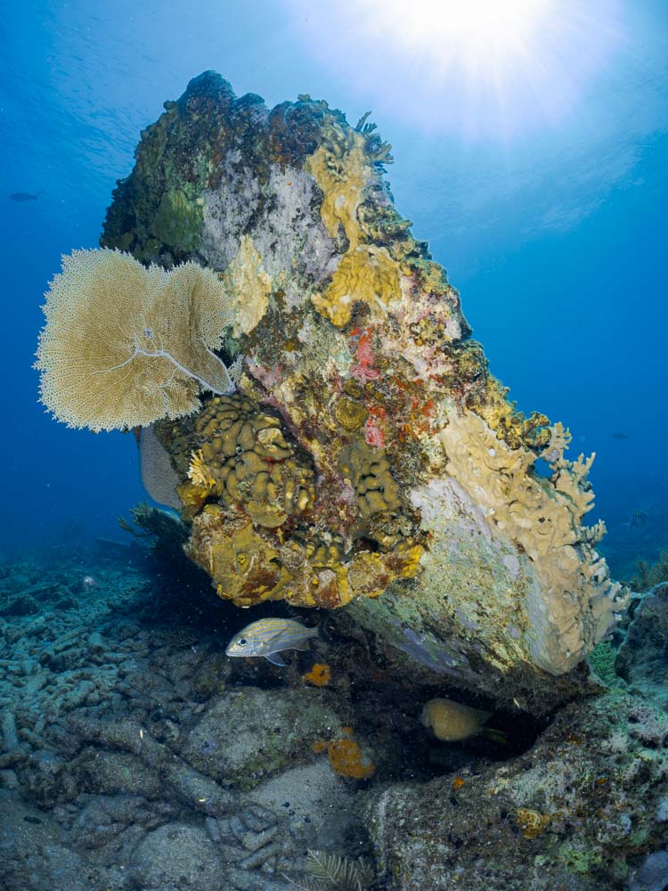 Scuba Diving in Key Largo: Worlds of Corals, Christ and Wrecks ...